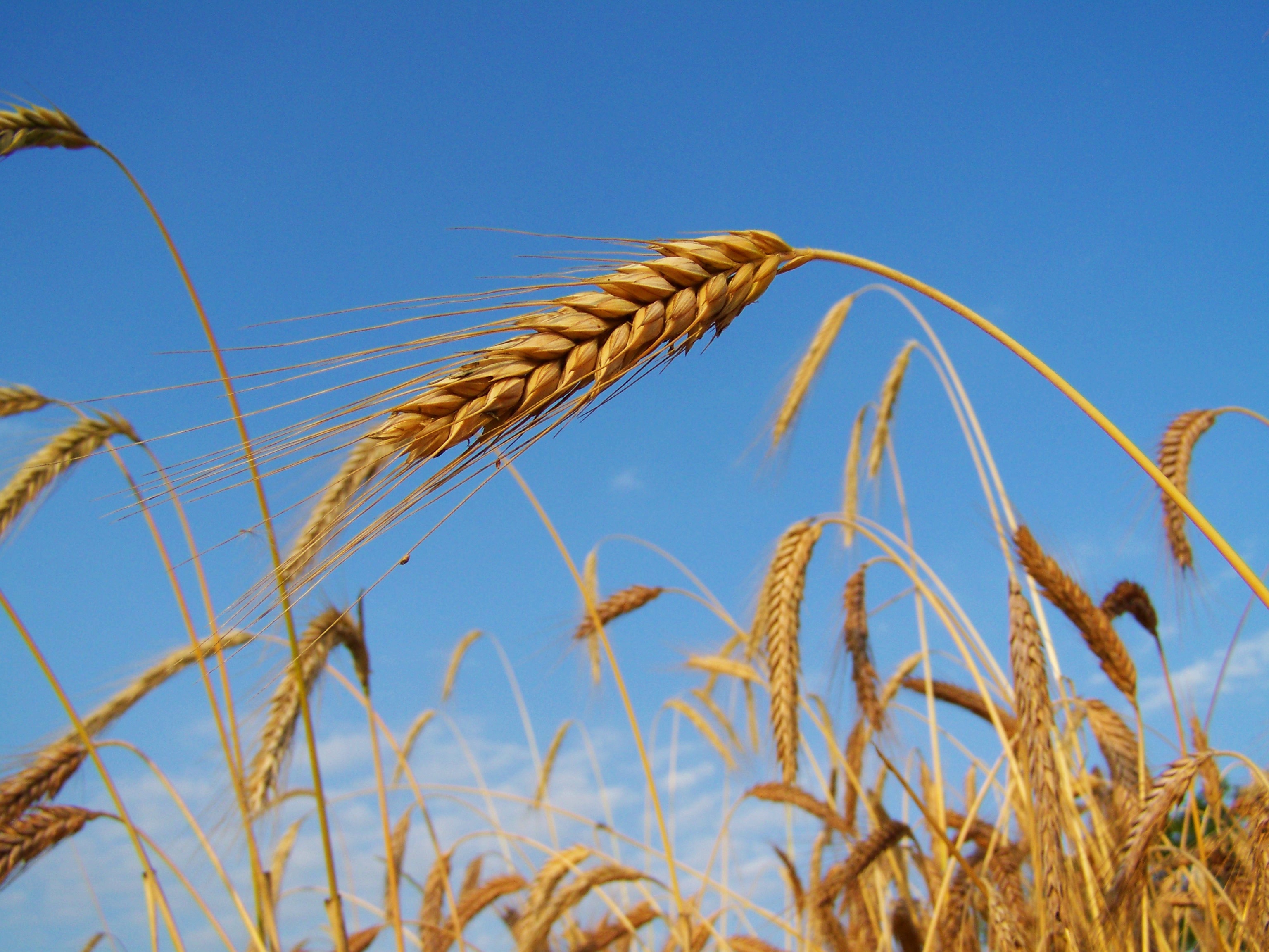 Rye Mature Grain free image download