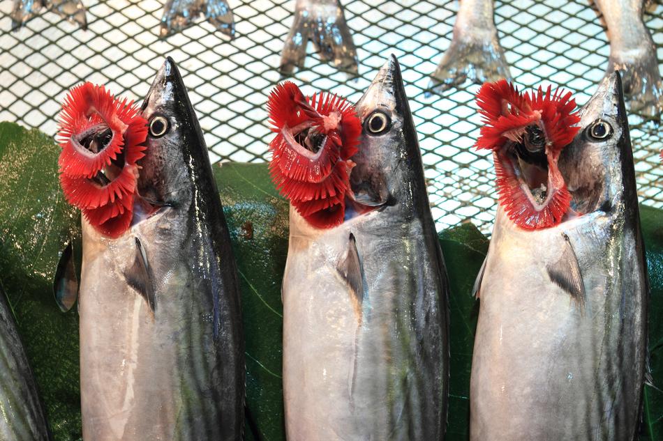 Turkey Istanbul Fish free image download