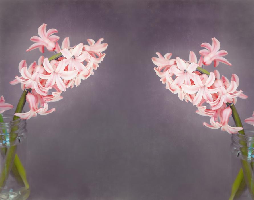 Flowers Hyacinth Salmon Pink free image download