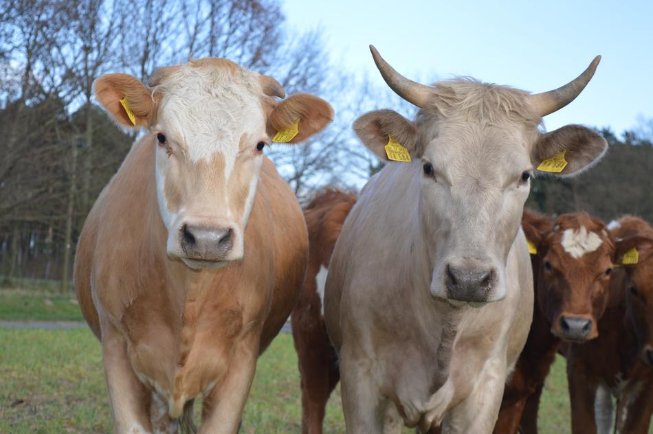 Cow Beef Simmental Cattle free image download
