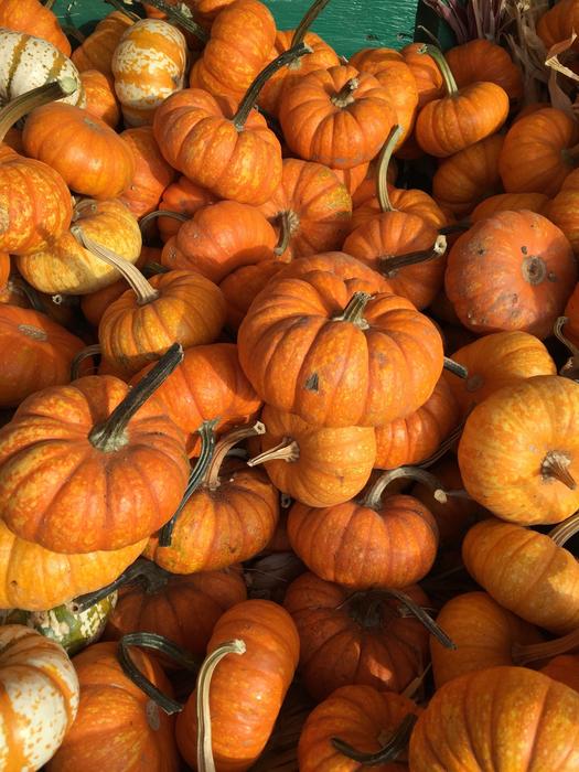 Pumpkins Fall Orange free image download