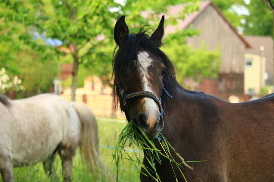Horse Yearling Brown Mold free image download