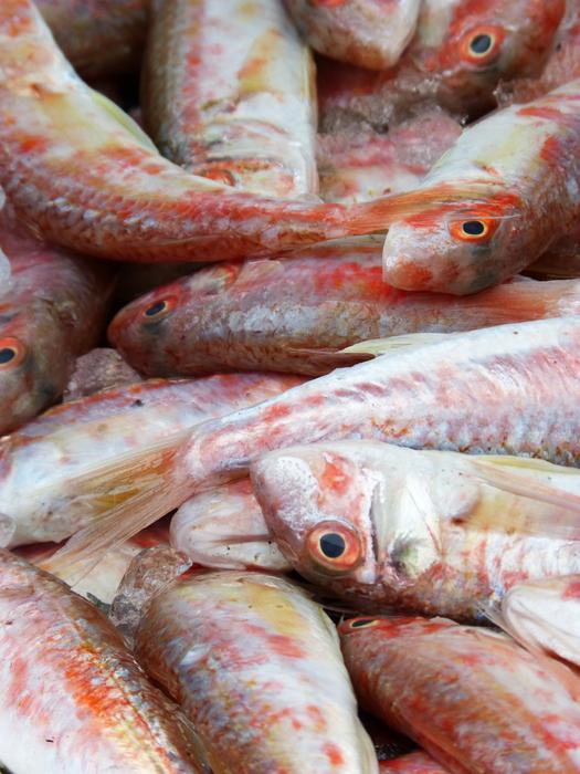 Red Mullet Fresh Fish free image download