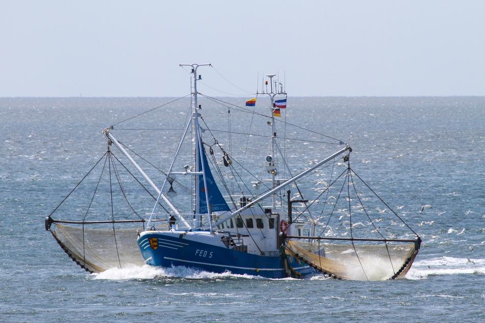 Cutter Shrimp Networks free image download