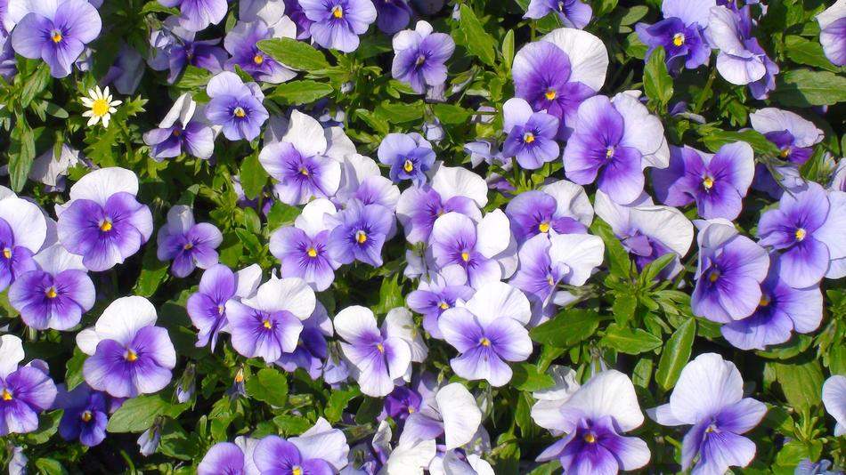 Flowers Pansy Sumire free image download