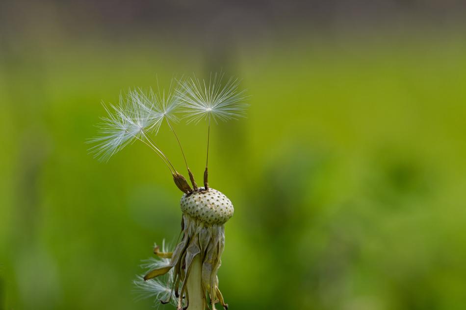 Dandelion Spring Close Up free image download