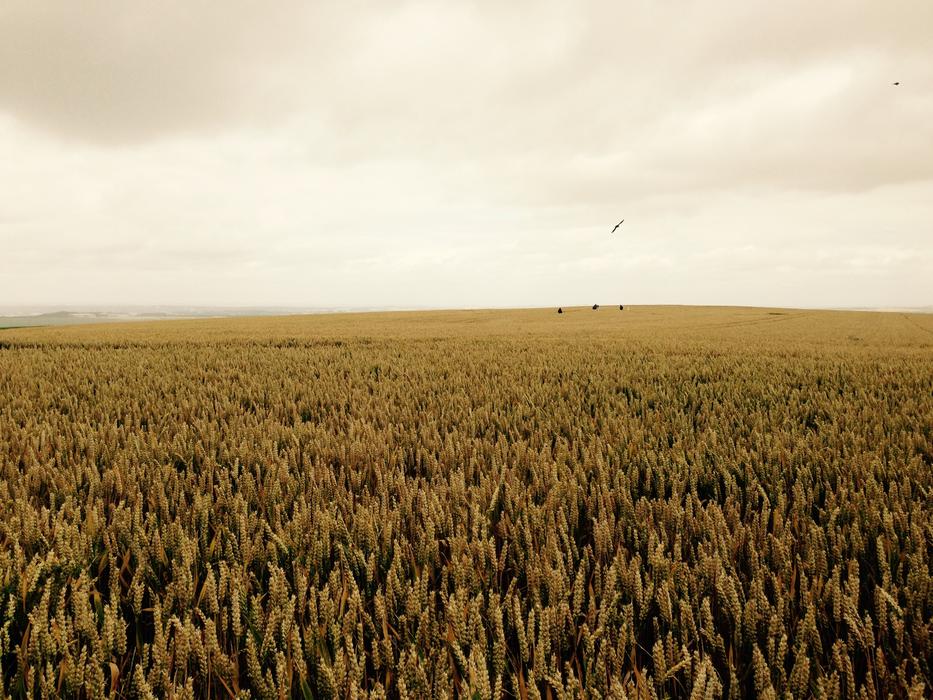 Agriculture Crops English countryside British farming free image download