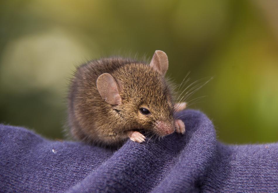 Antechinus Marsupial Mouse free image download