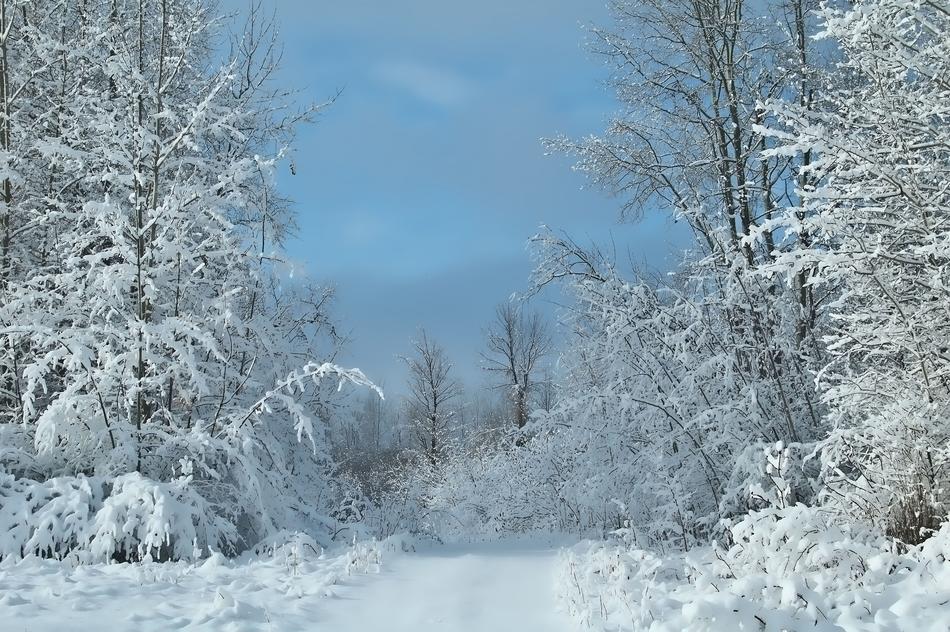 Blue Sky Snow Cover Trees Winter free image download