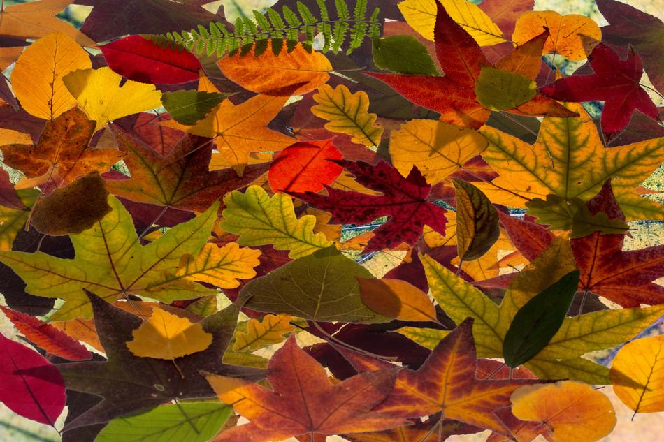 Leaves Colorful Fall Color free image download