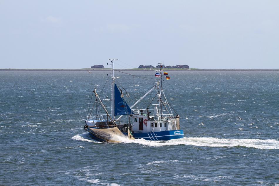 Cutter Shrimp Networks free image download