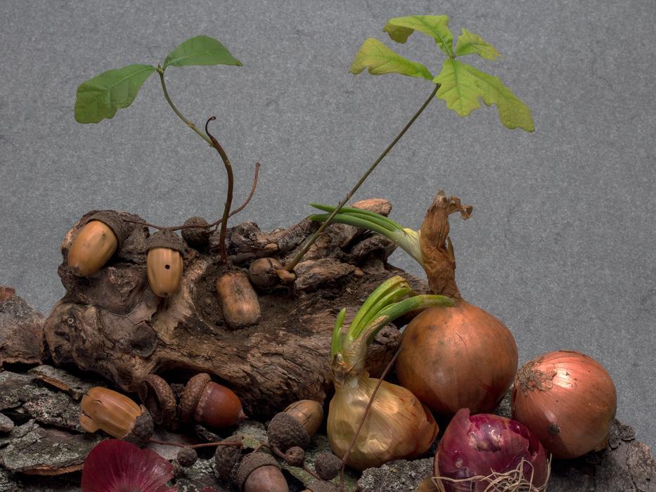 Acorns Germination Seedling Oak free image download