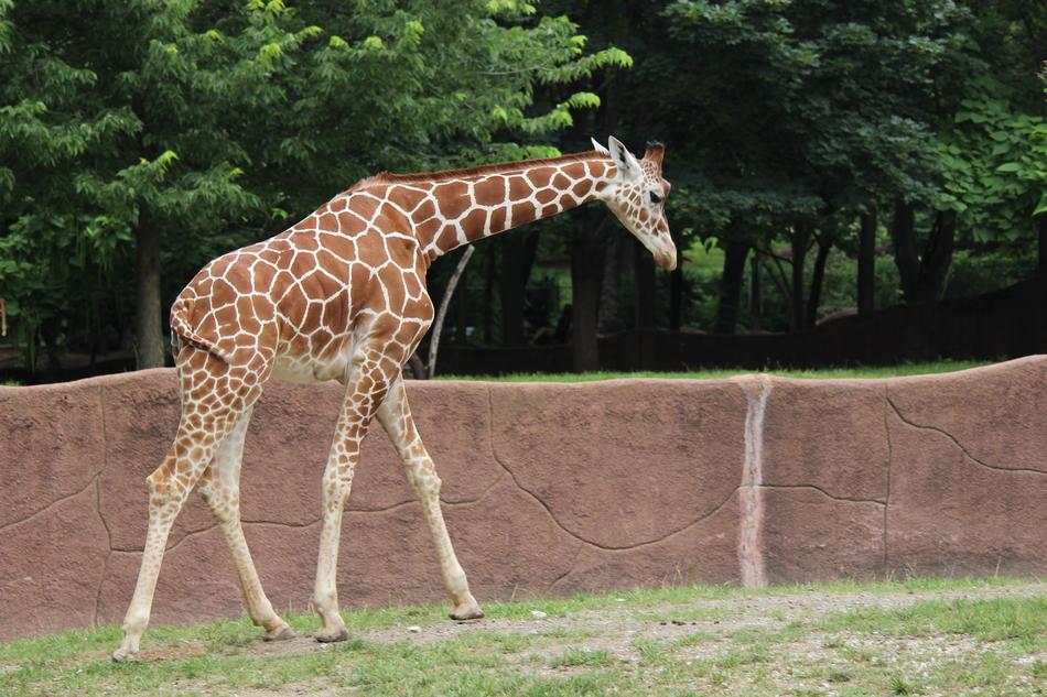 Giraffe Red Rocks Saint Louis free image download