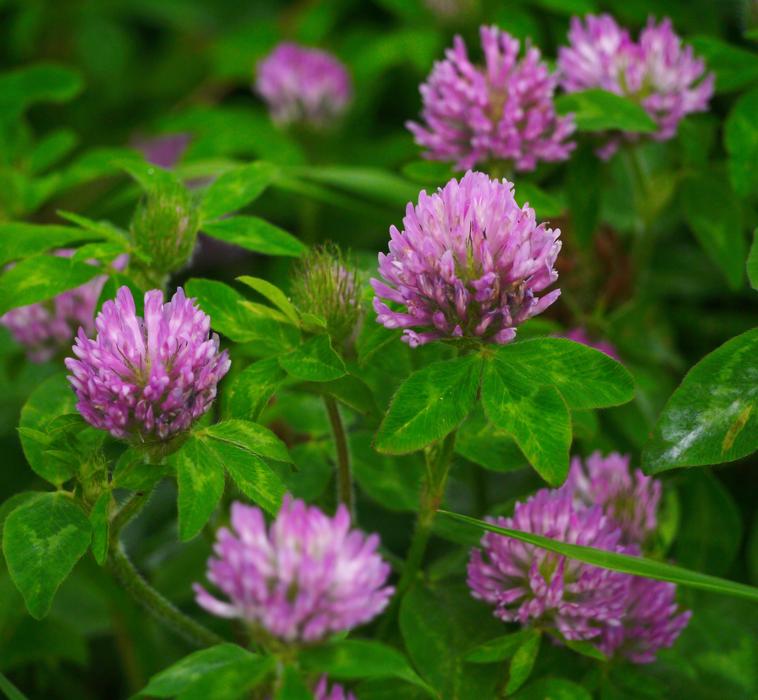 Rengeso Astragalus Lotus Flower free image download