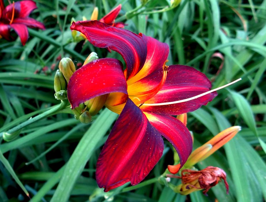 Floral Lily Red Flower free image download