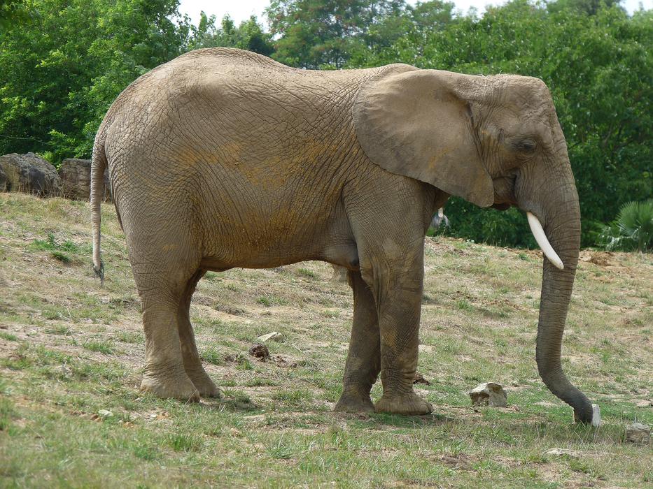 Elephant Pachyderm Defence free image download