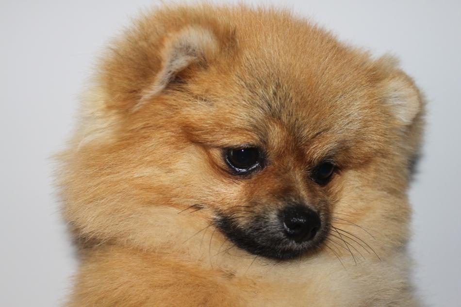 Spitz Miniature Pomorzanin free image download