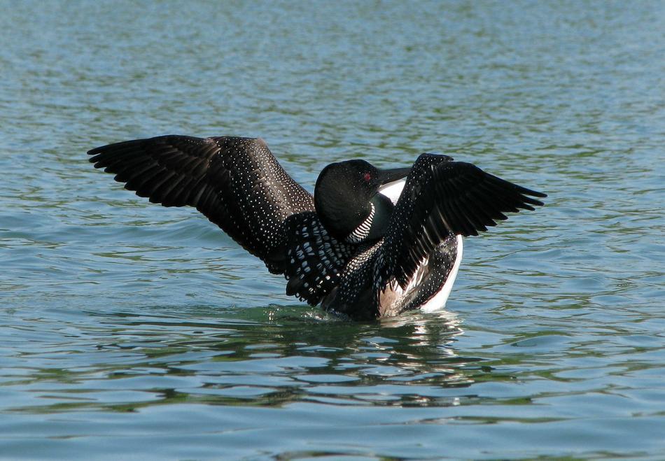 Common Loon Great Norther Diver free image download
