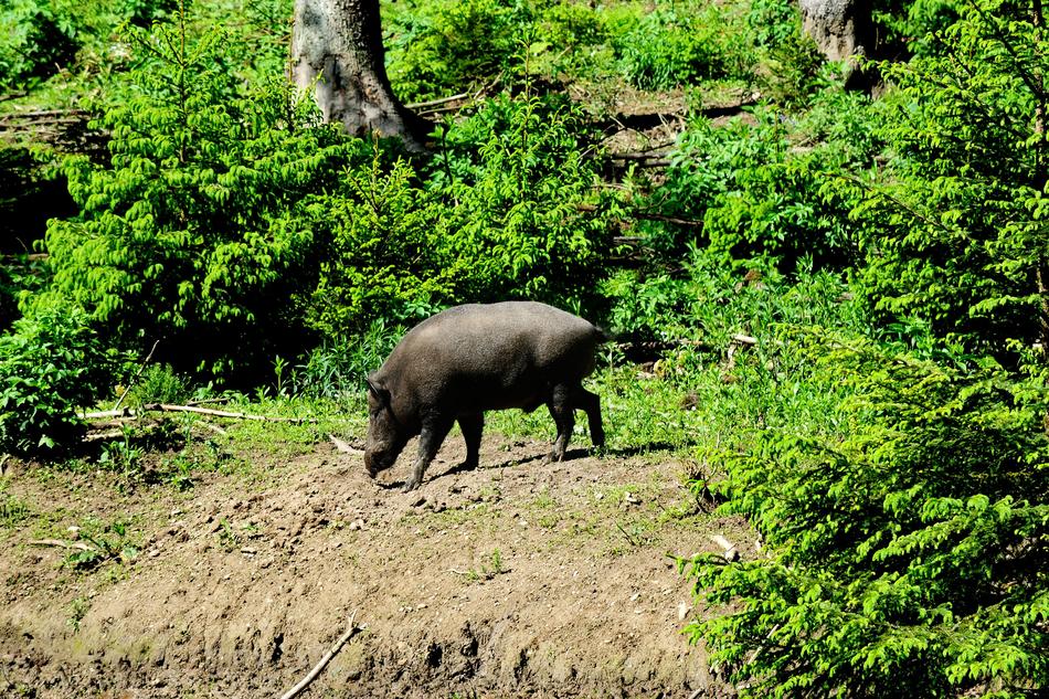 Boar Pig Sow free image download