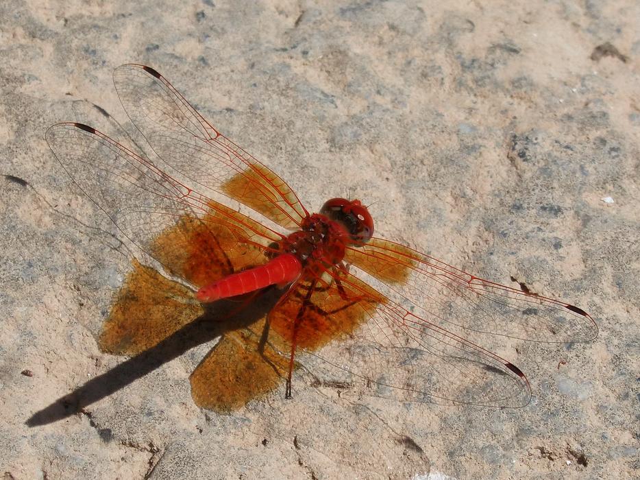 Ruddy Darter Red Dragonfly Shadow free image download