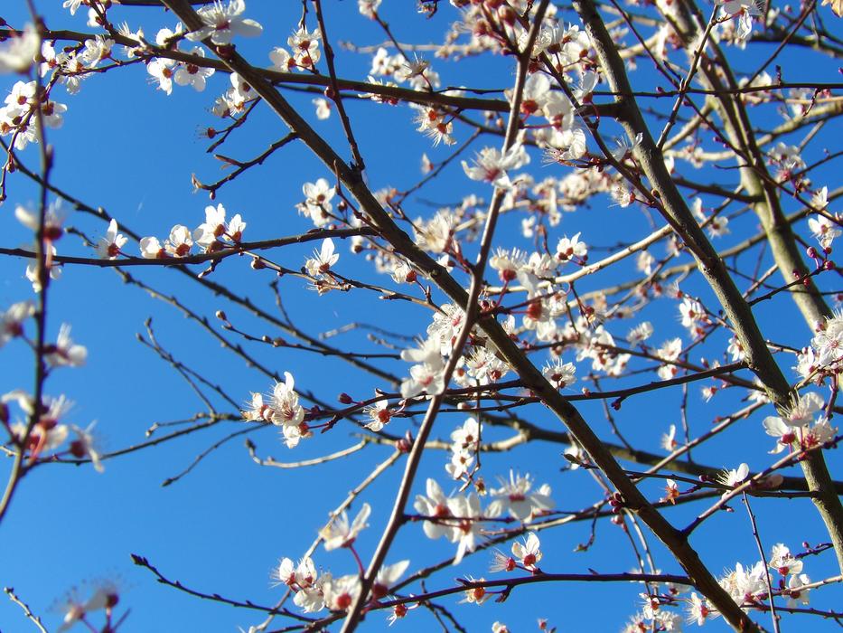 Tree Hawthorn Spring free image download