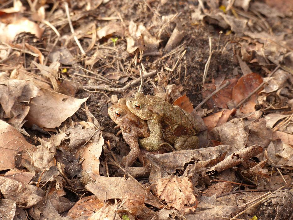 Toads Toad Migration Spring free image download