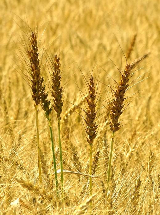 Golden Wheat Spike Field free image download