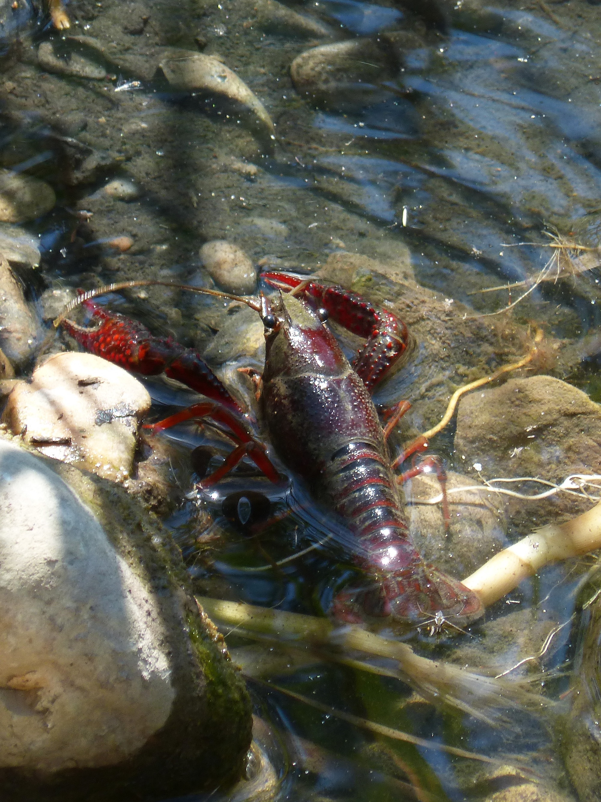 Crayfish American Crab Plague free image download