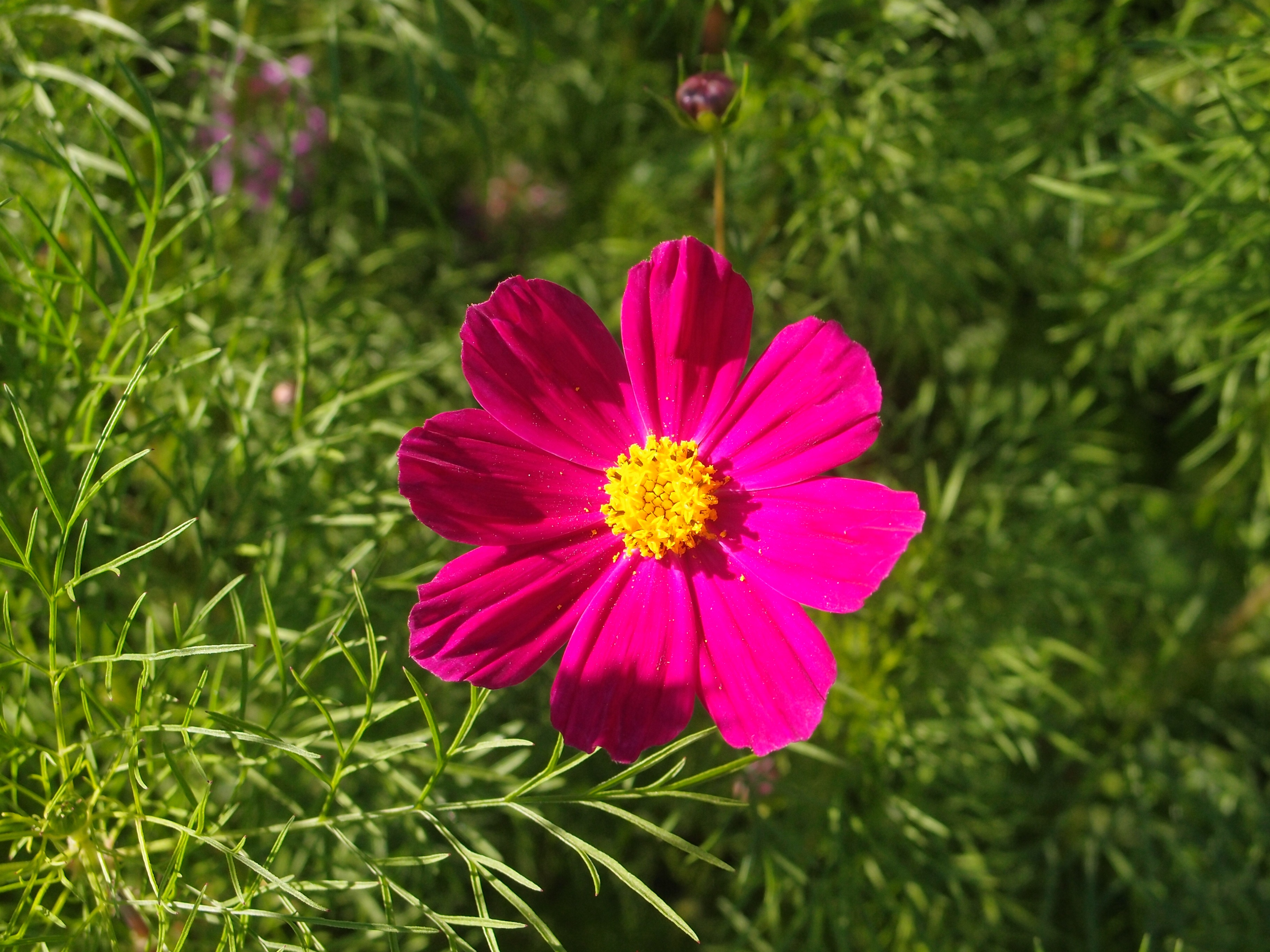 Summer Flowers Flower Bed free image download