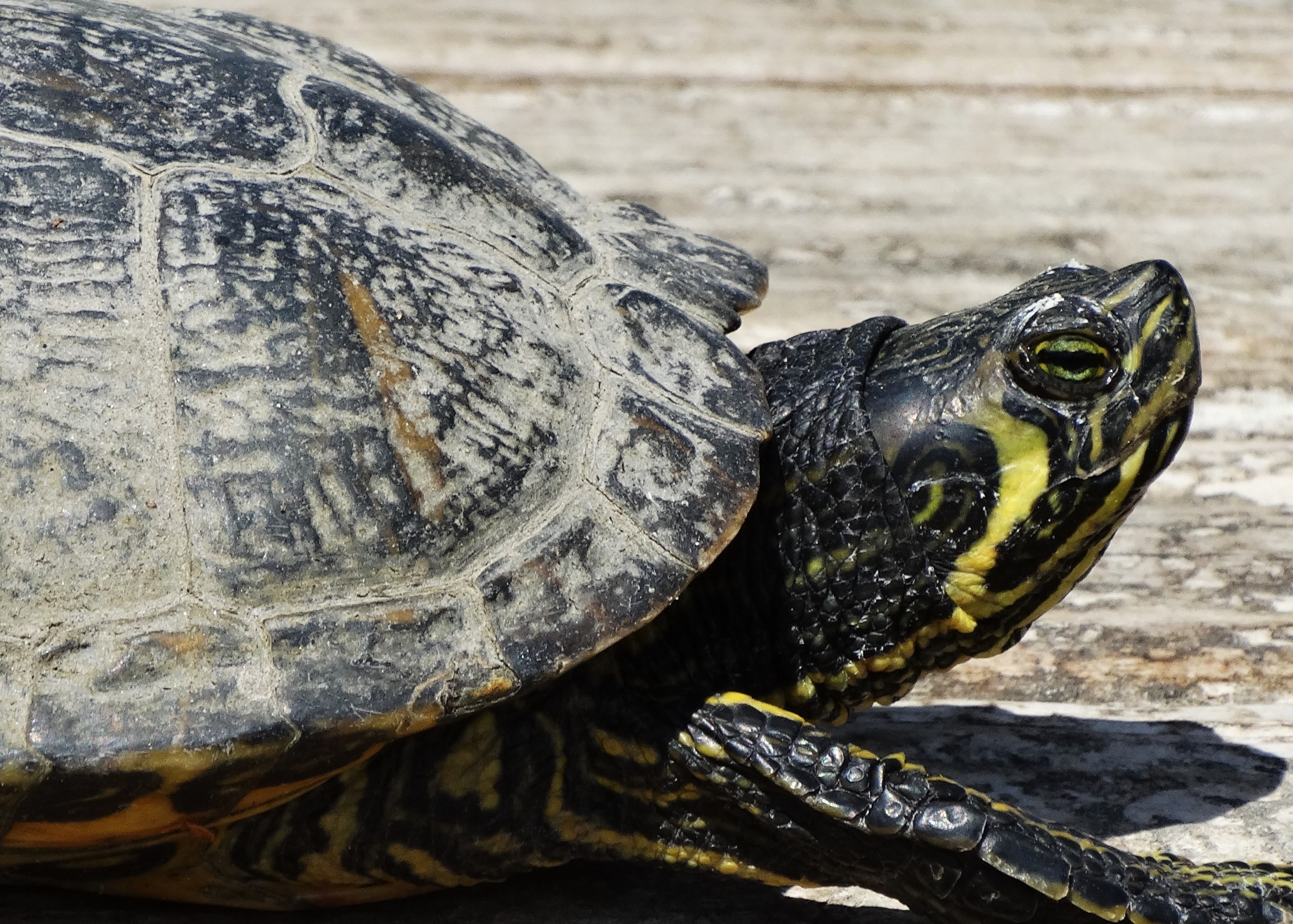 Turtle Amphibian Expensive free image download