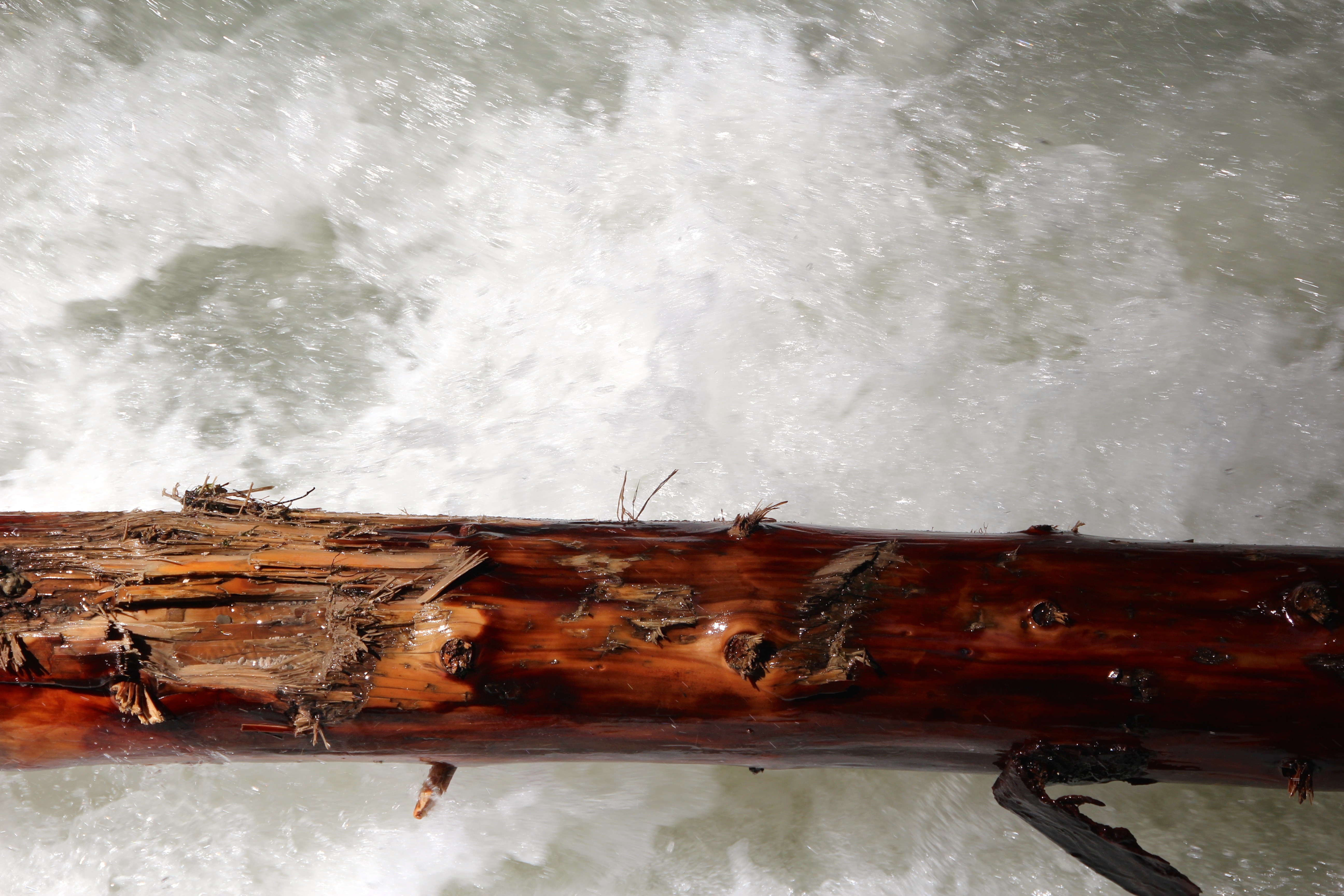 Wood Tribe Log free image download