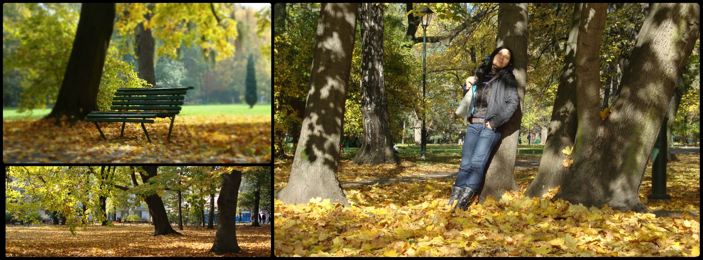 Collage autumn krak%C3%B3w park foliage free image download