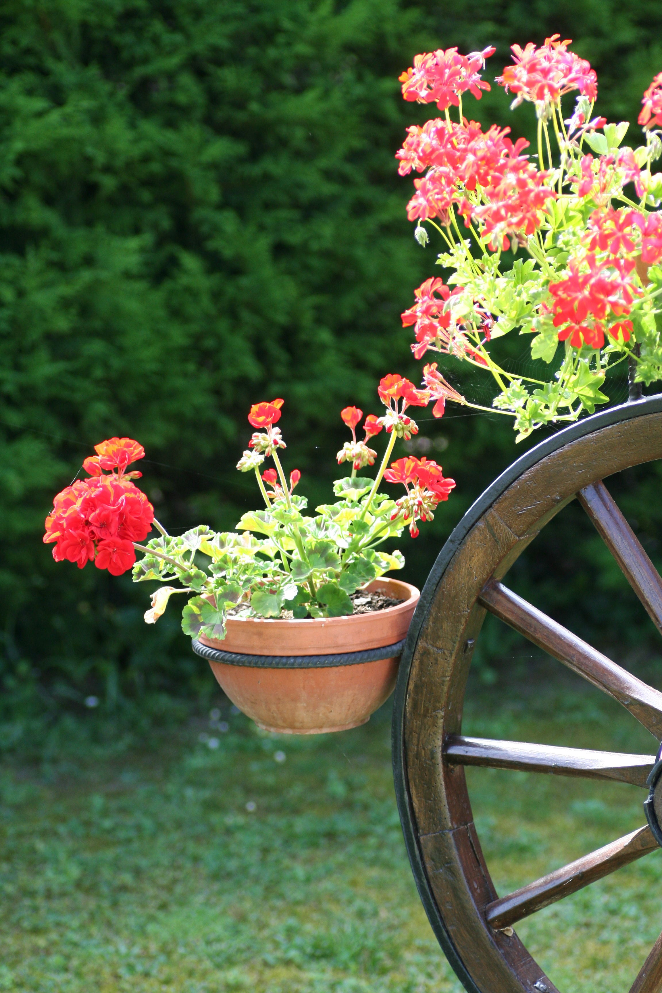 Geraniums Alsace France free image download