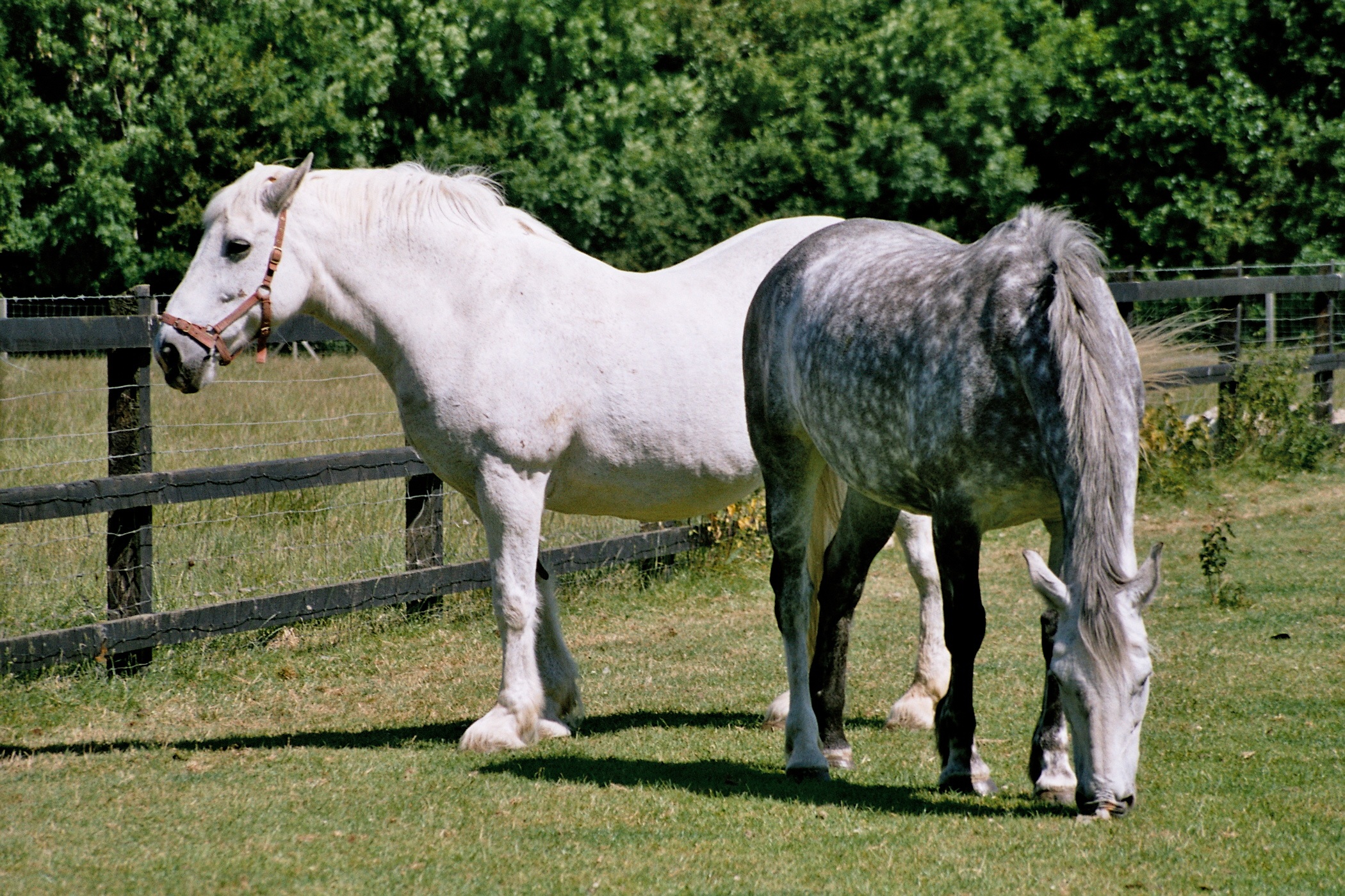Horse Farm Ponies free image download