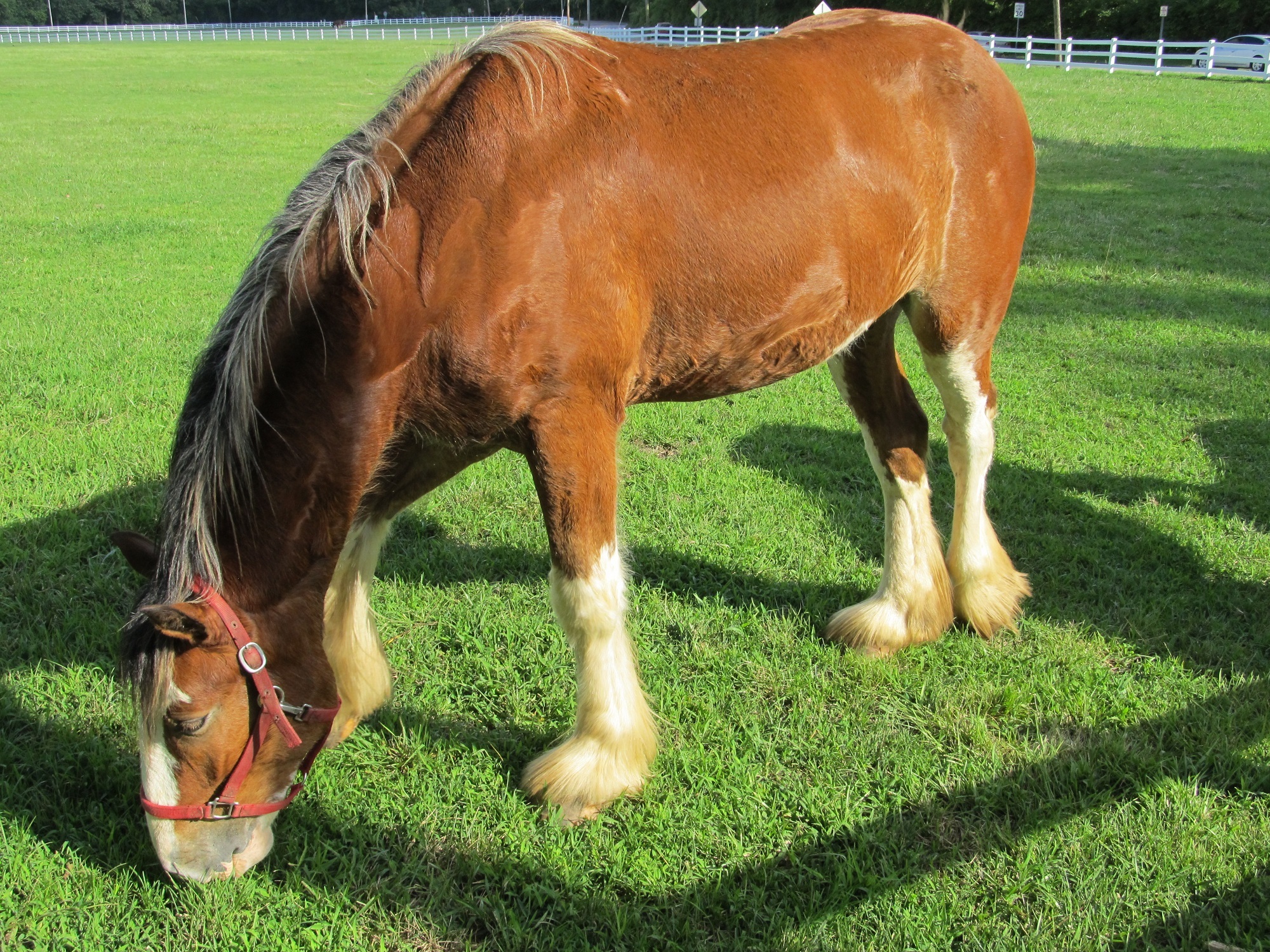 Clydesdale Horse Yearling free image download