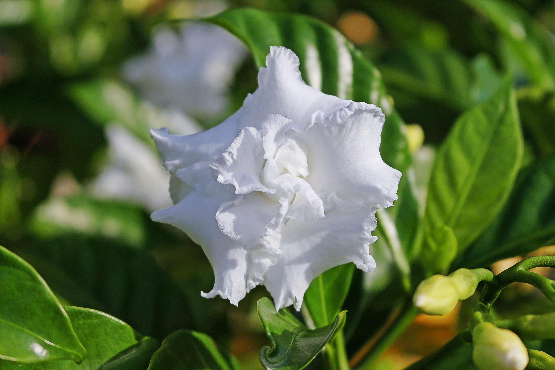 Gardenia White Flower free image download
