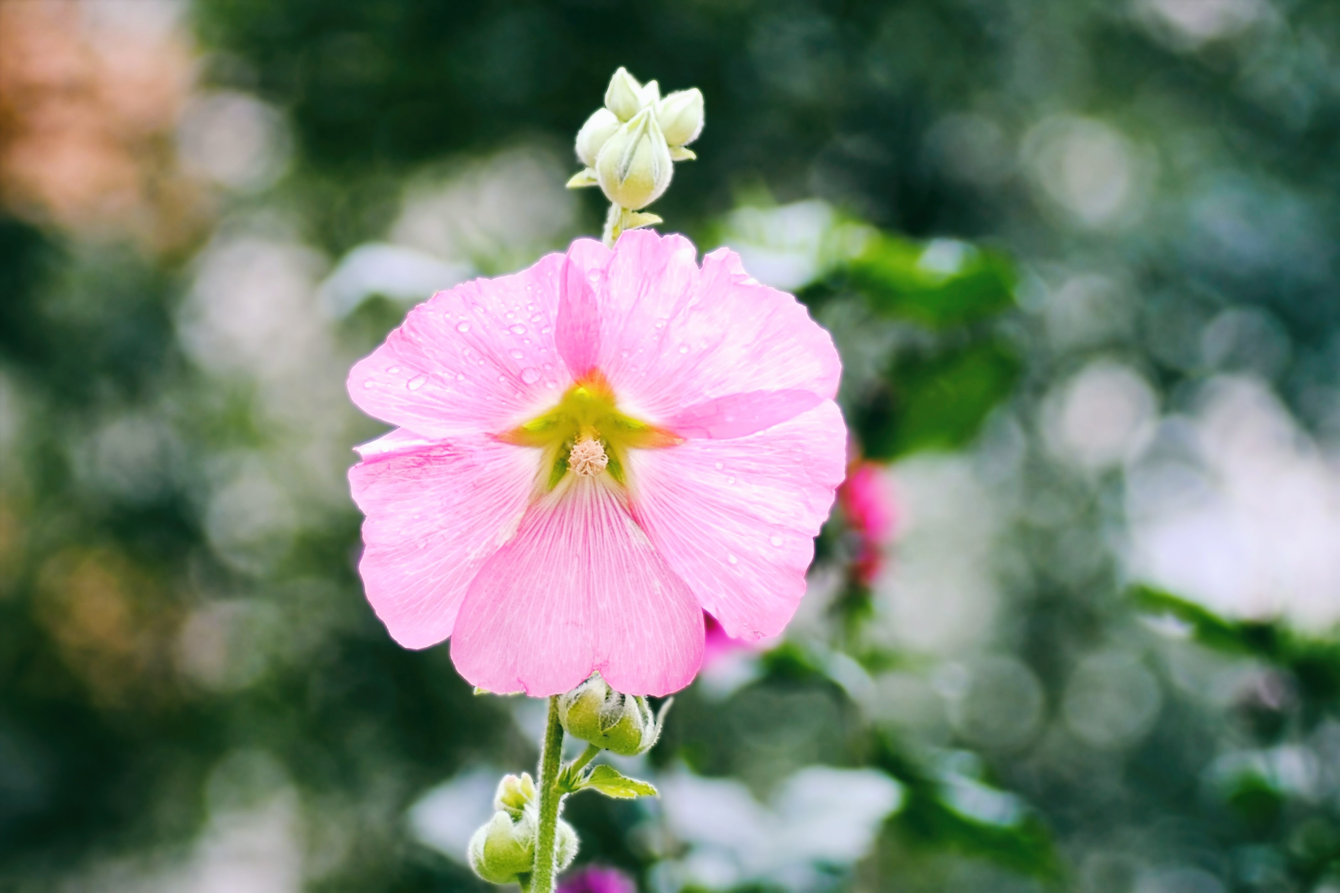 Mallow Stock Rose Pink Hollyhock free image download