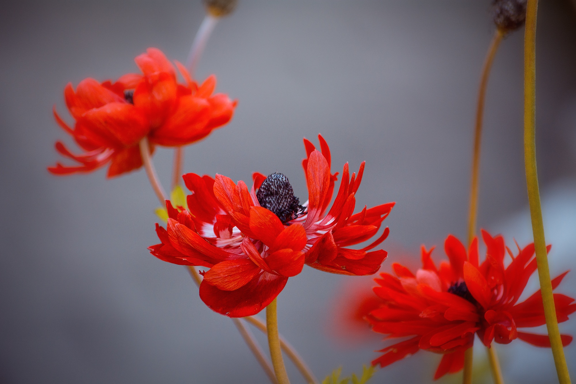 Anemone Red free image download