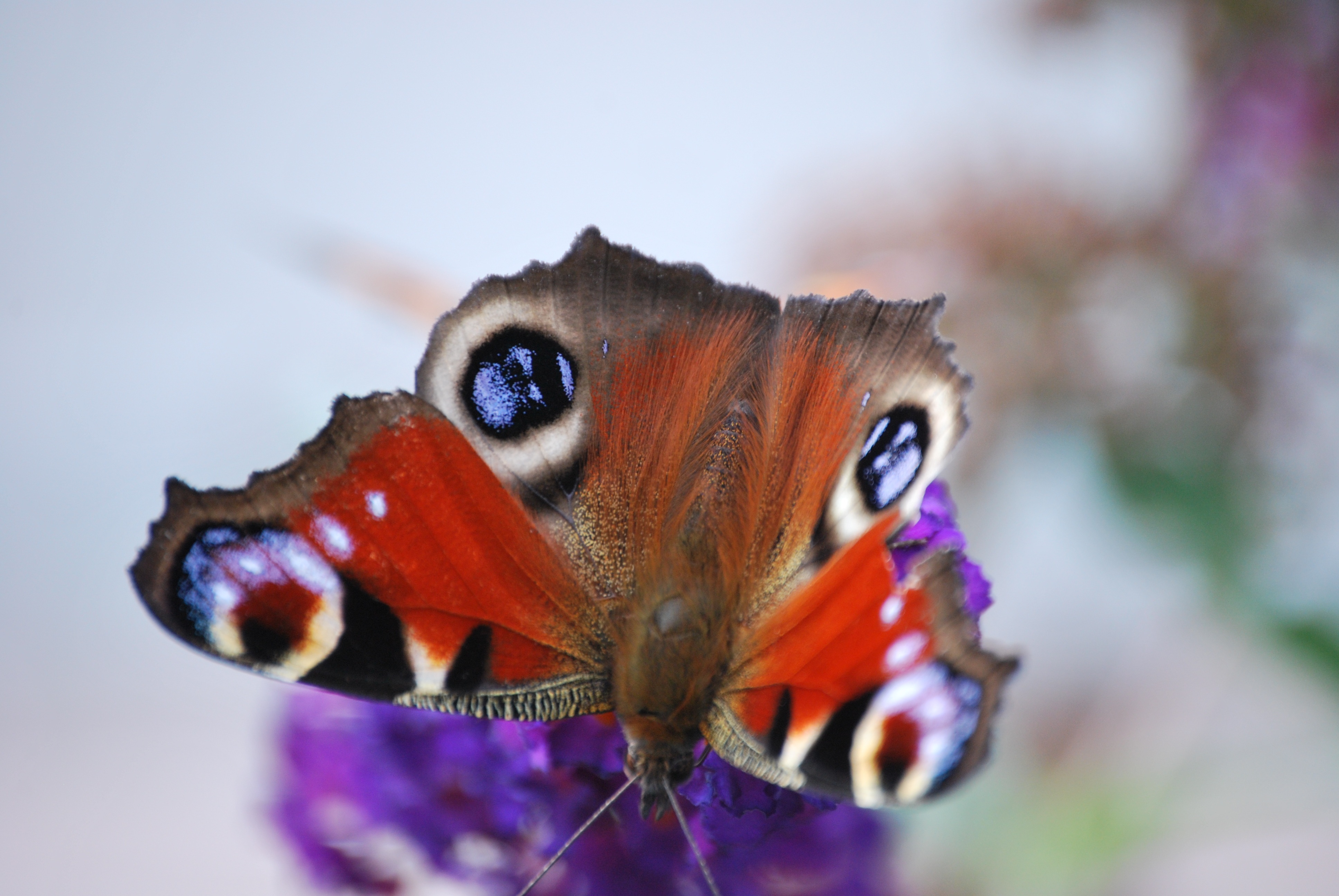Blossom Bloom Macro free image download