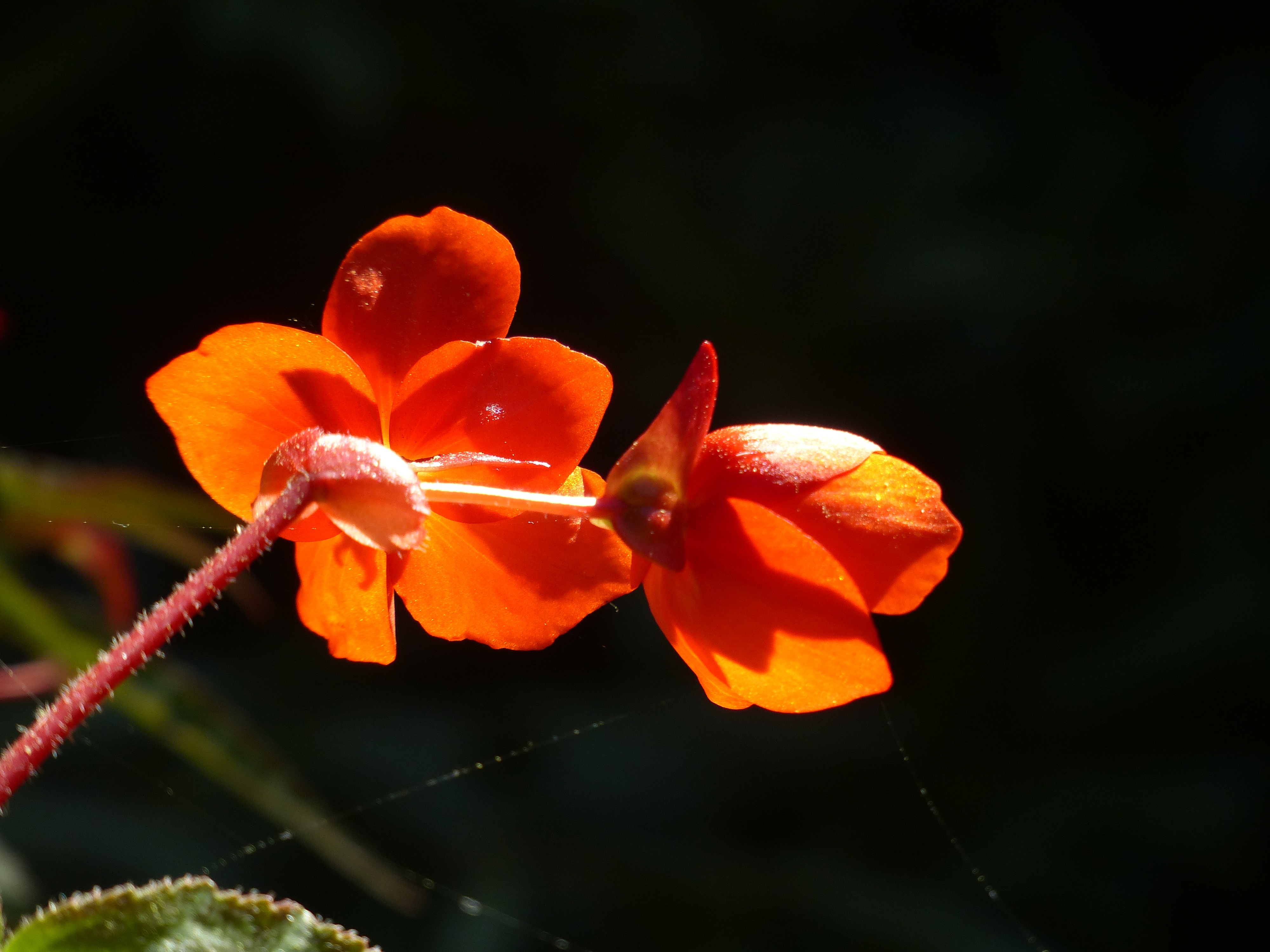Bright Orange Backlighting free image download