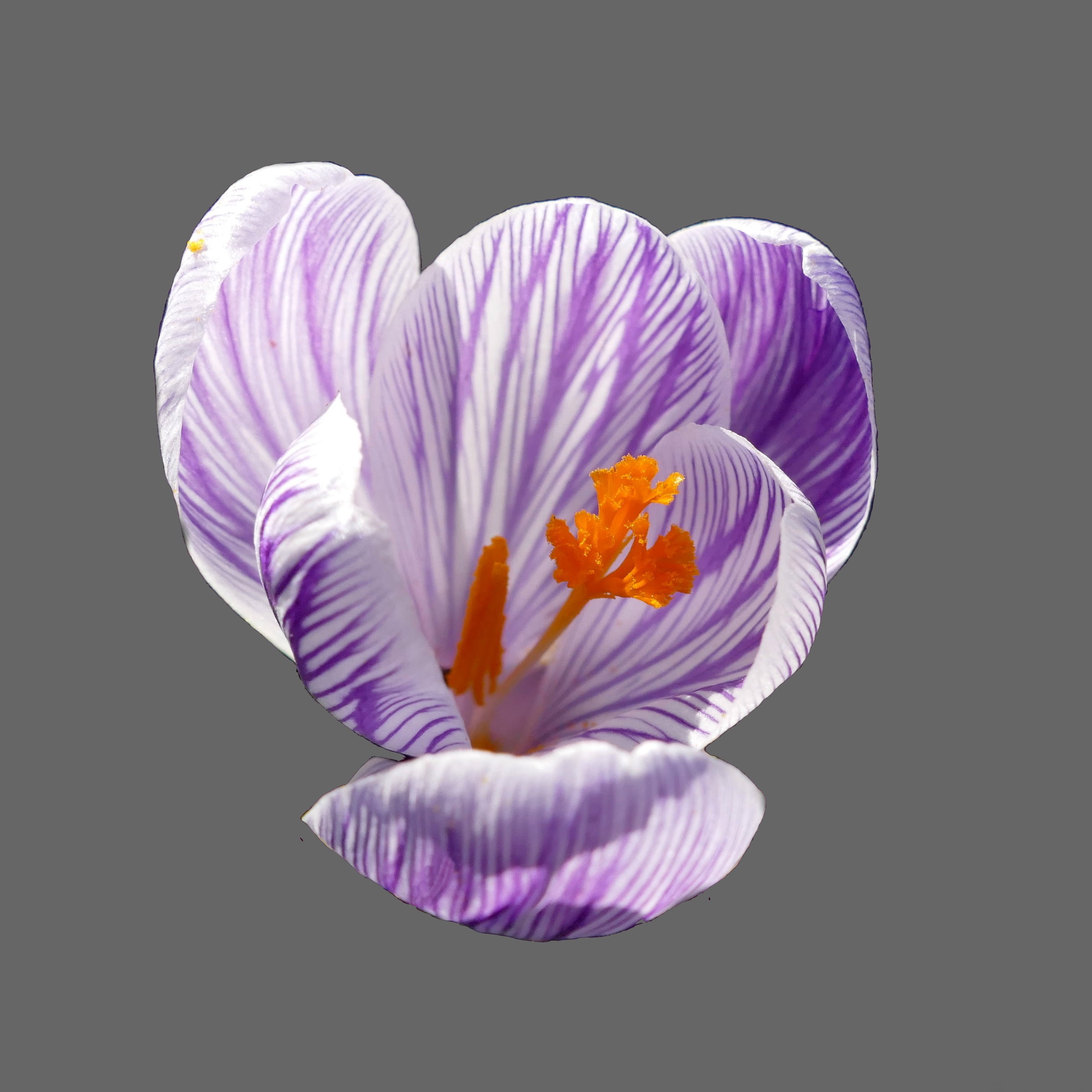 Crocus Blossom Bloom free image download