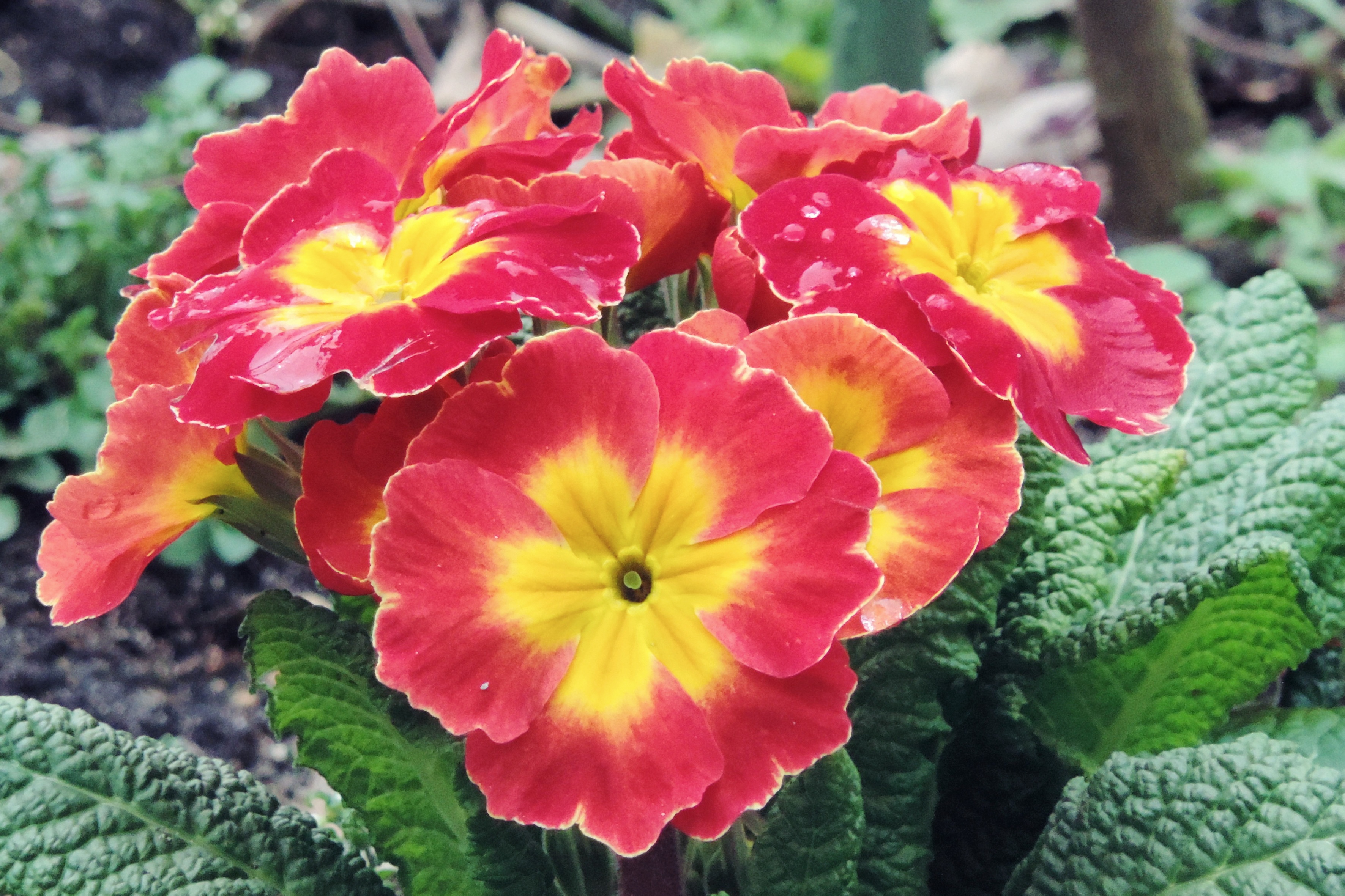 Primrose Red Yellow Spring free image download
