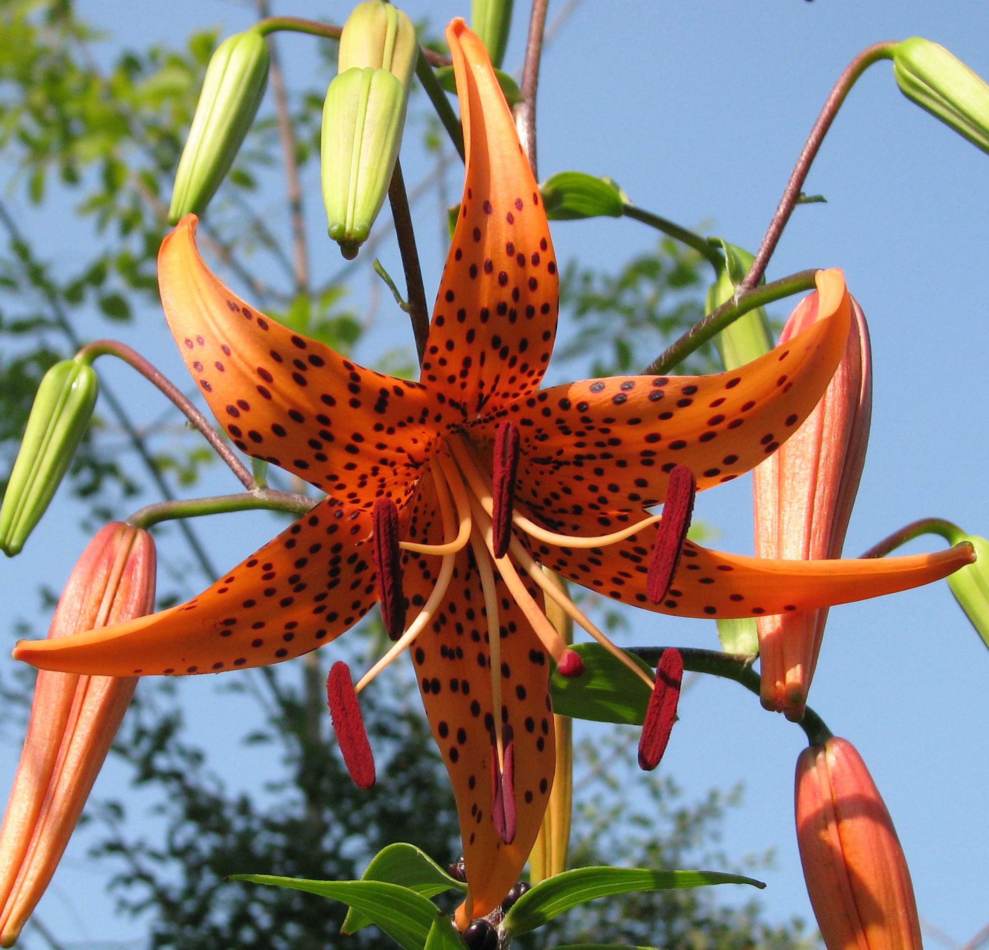 American Tiger Lily Turban free image download
