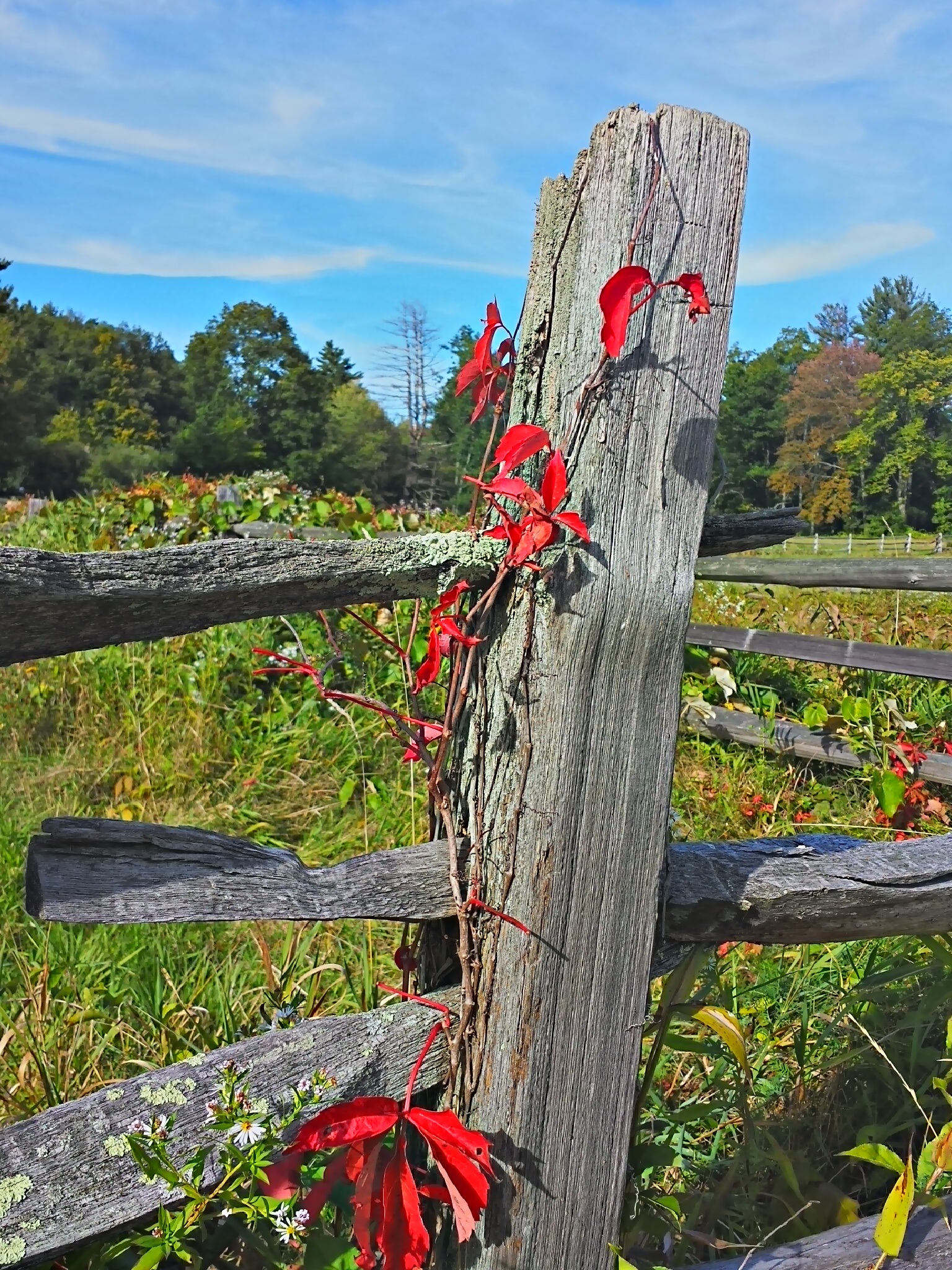 Fall Foliage Autumn free image download