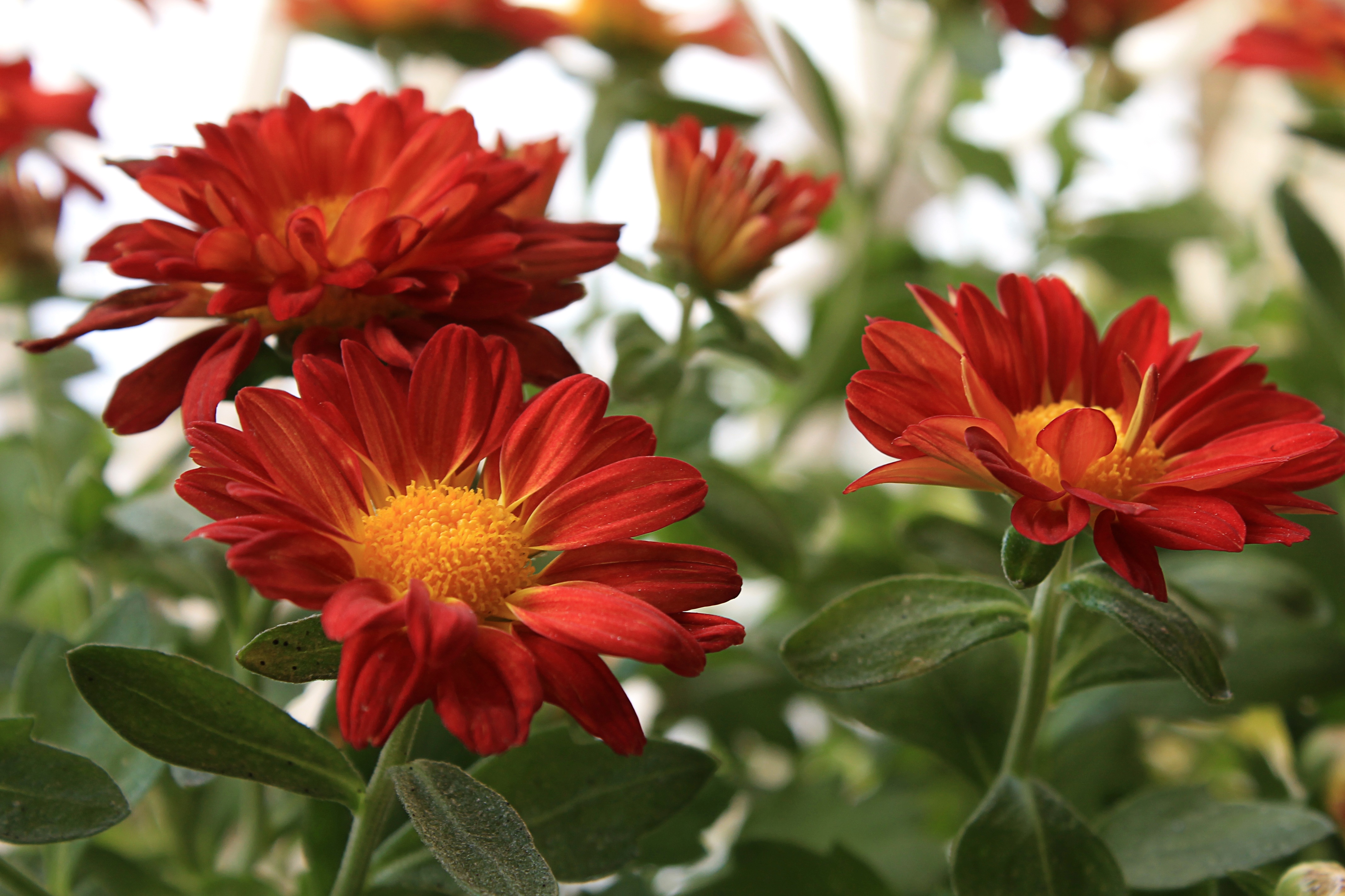 Margaret Red Daisy Flowers free image download