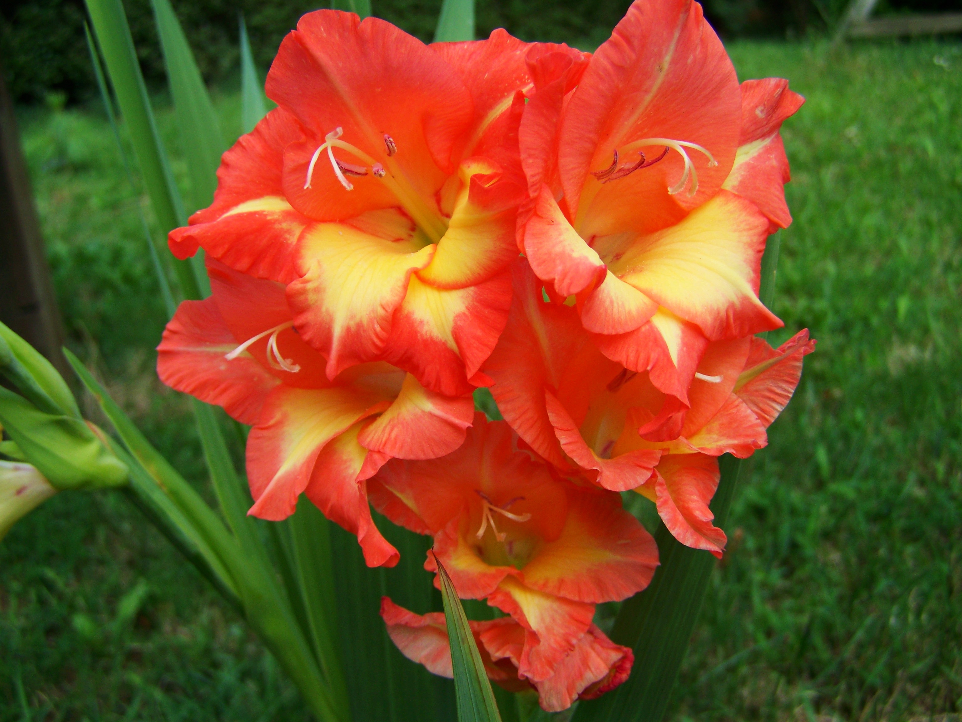 Gladiolus Orange free image download