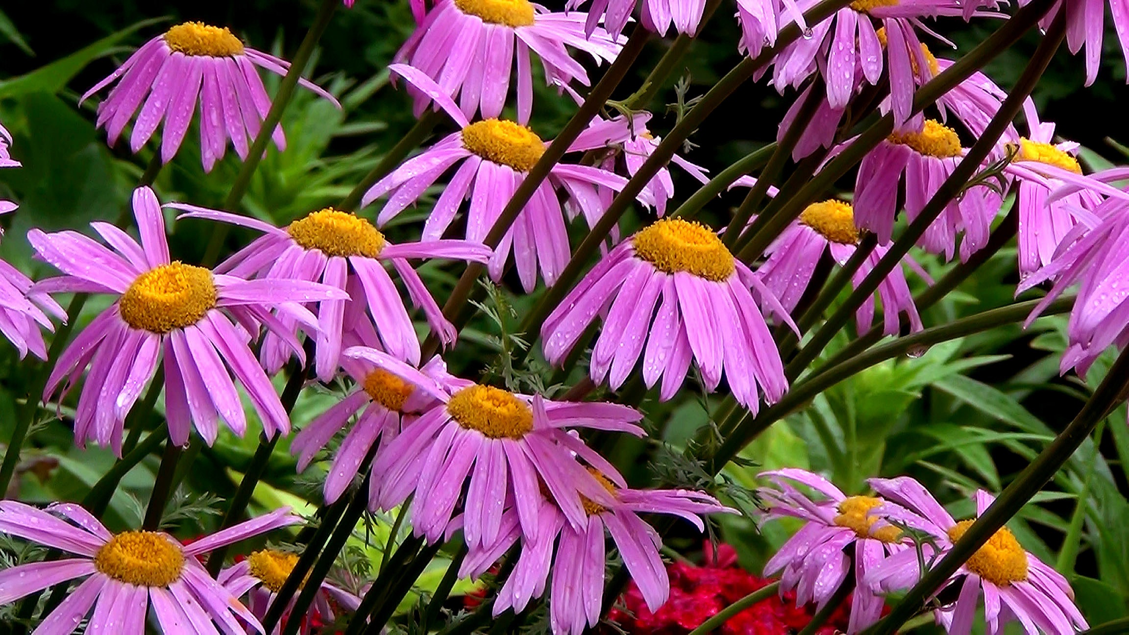 Purple Chamomile Beautiful Flowers free image download