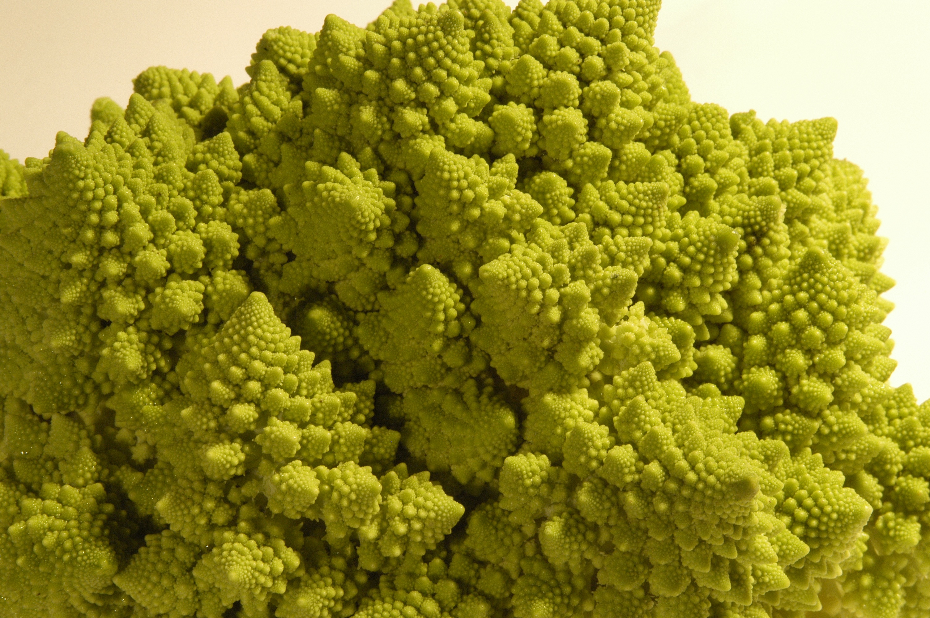 Romanesco Broccoli Green Roman free image download