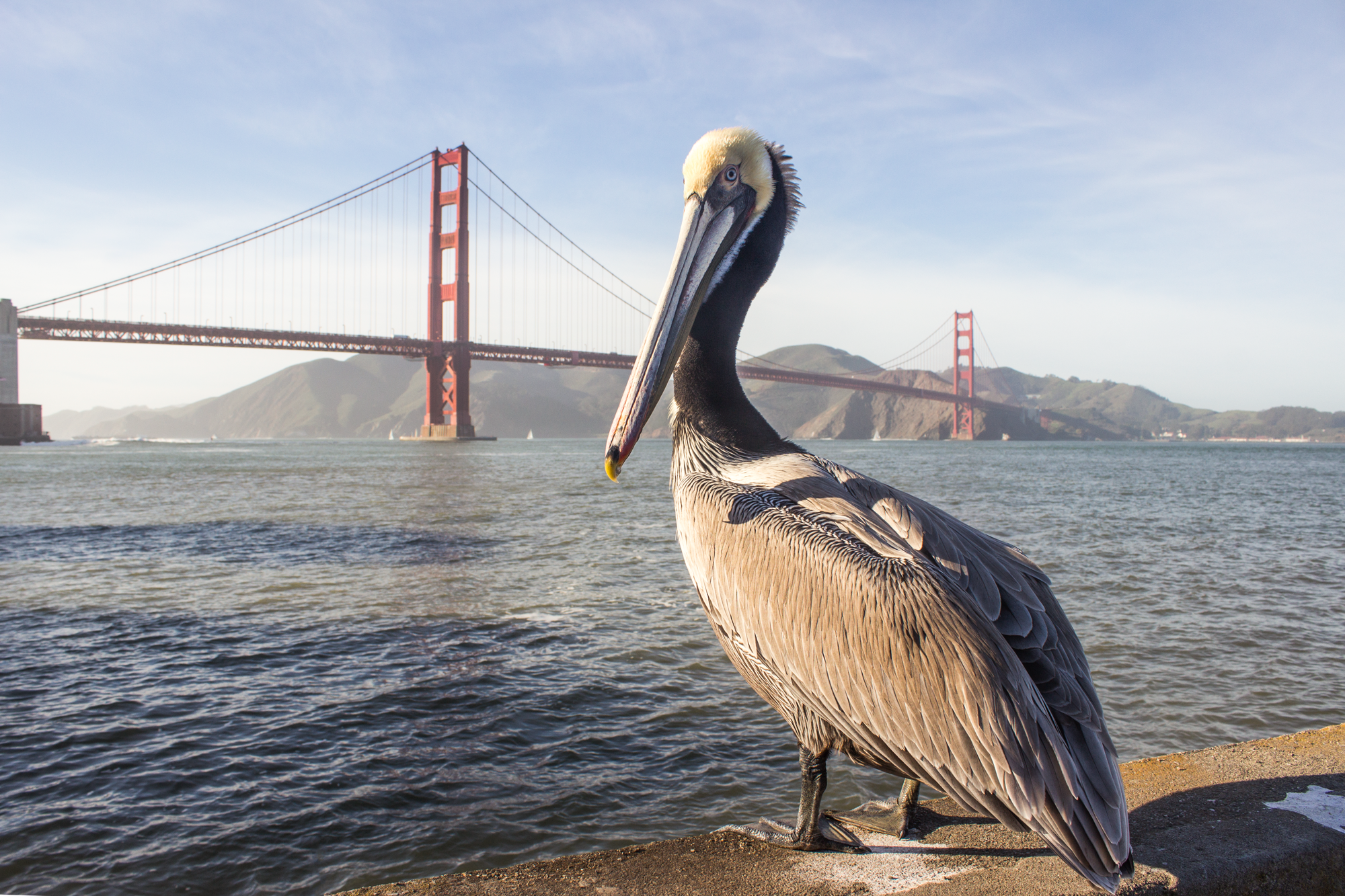 Pelican in front of the bridge free image download