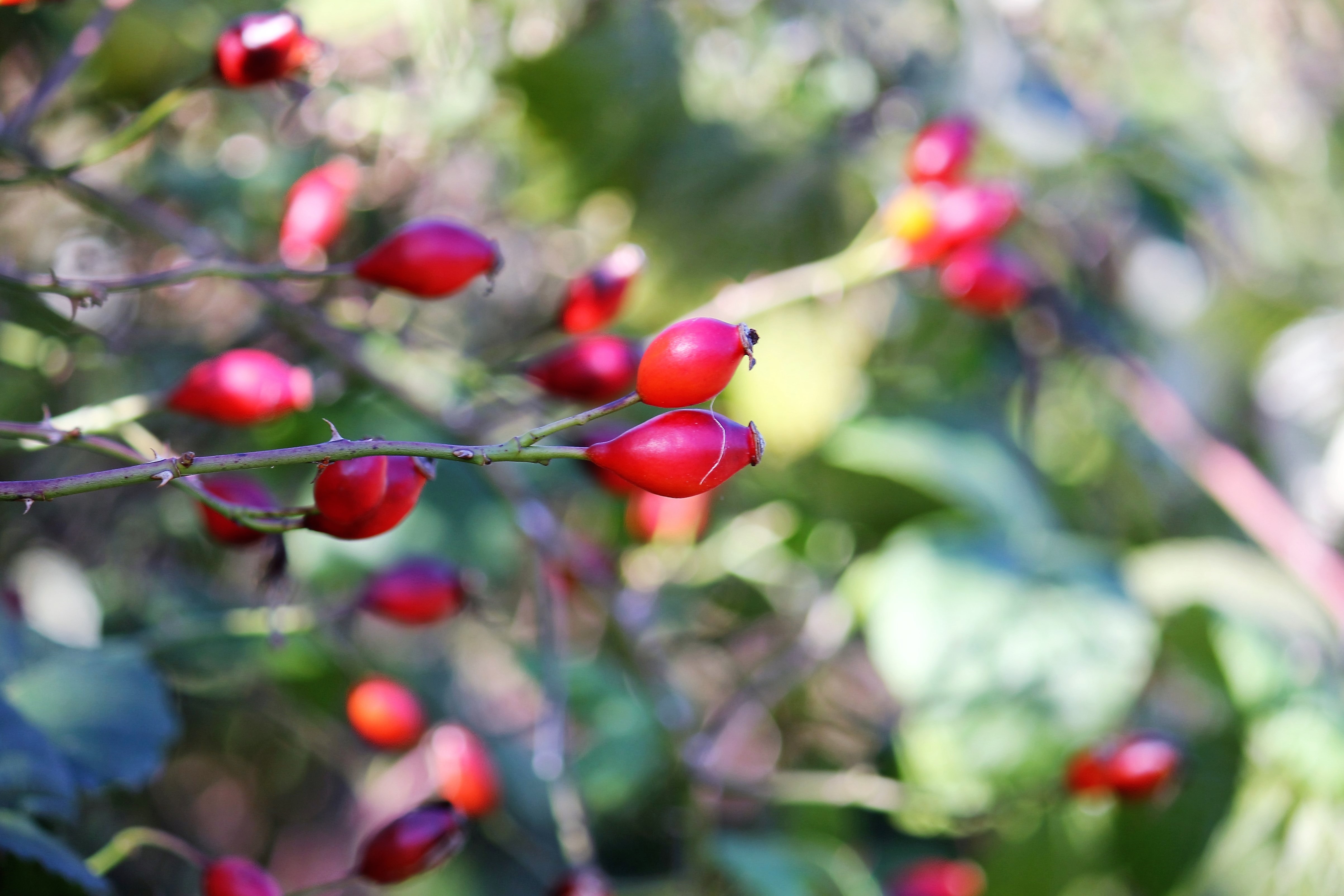 Rose Hip Autumn Red Berries free image download
